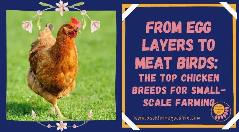 From Egg Layers To Meat Birds: The Top Chicken Breeds For Small-Scale ...
